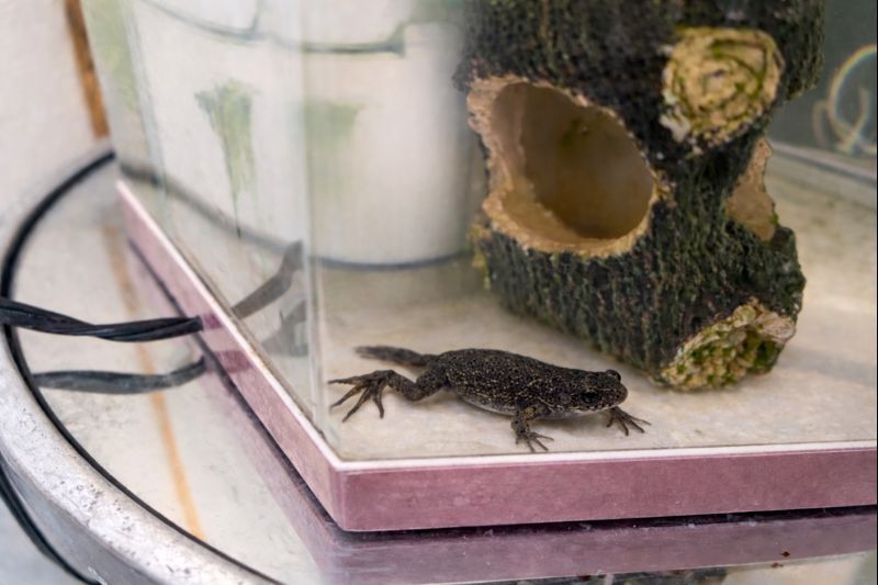 African clawed frog for free Los Angeles, California