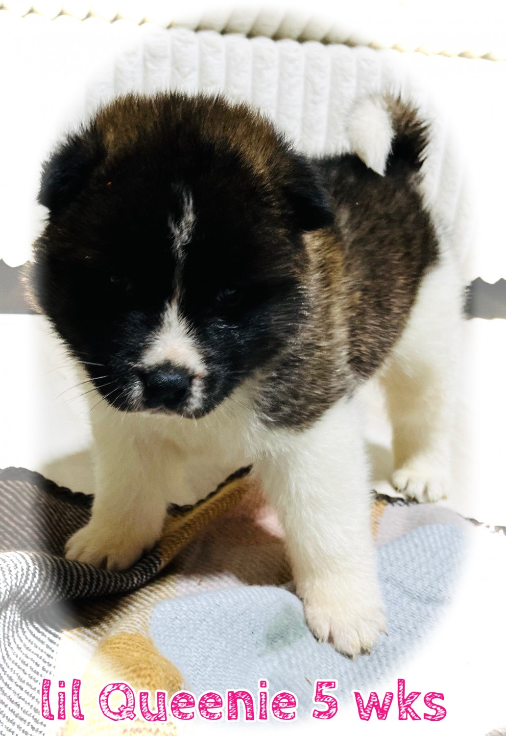 Capuchins Monkey Animals for Sale in Ohio - Find Your Perfect Pet