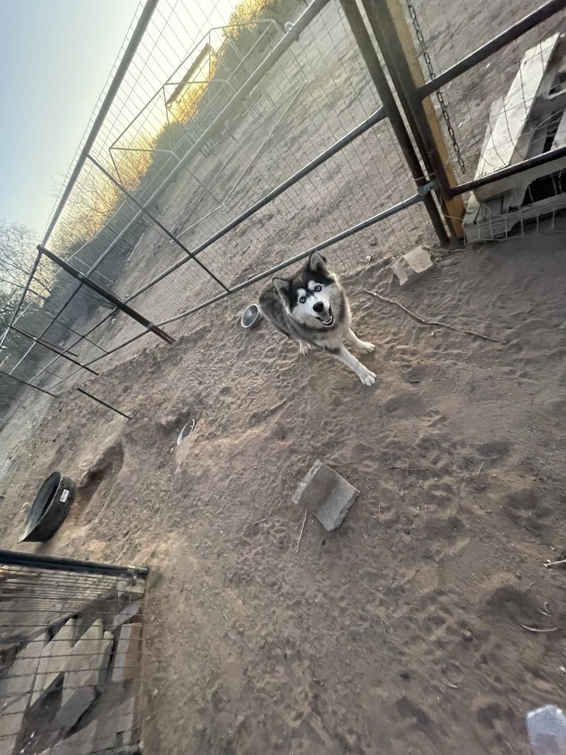 48+ Alaskan Husky Puppies / Dogs for Sale in Marana, Arizona | $100 – $900