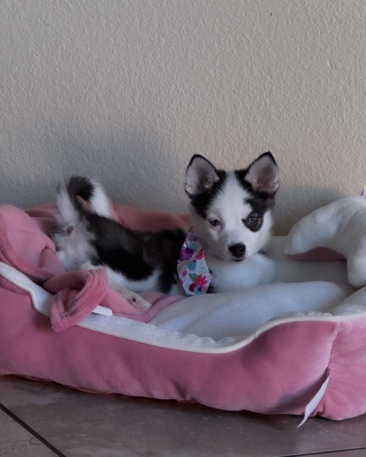 47+ Alaskan Klee Kai Puppies / Dogs for Sale in Nevada | $350 – $3,300