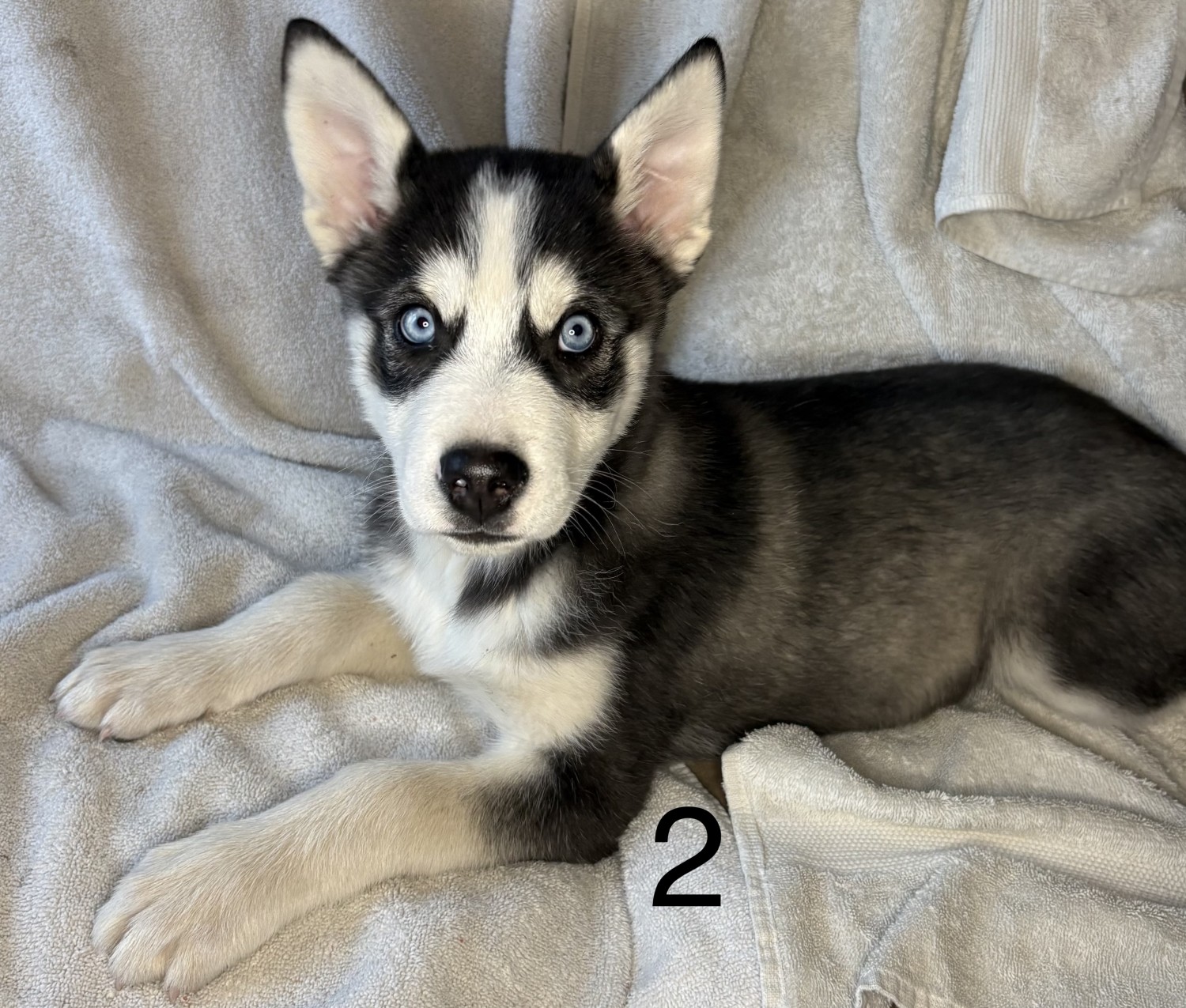 Alaskan Malamute Puppy for sale in Caldwell, Idaho | $400