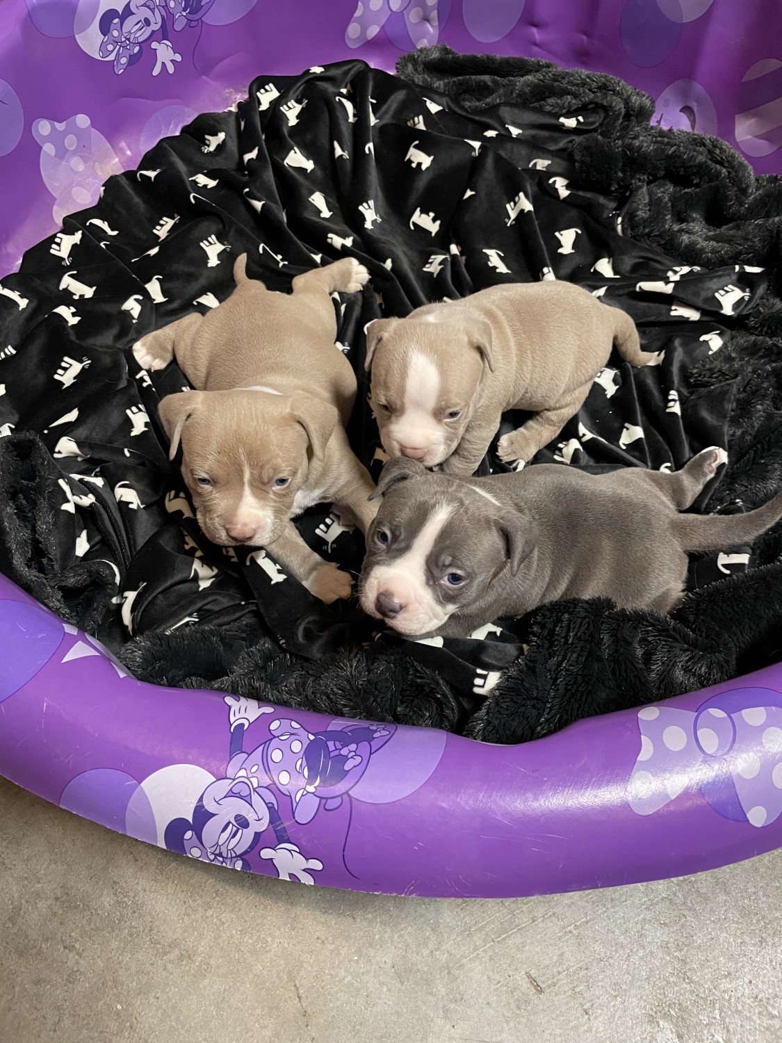 American Bully Puppy for sale in Sunman, Indiana | $2,750