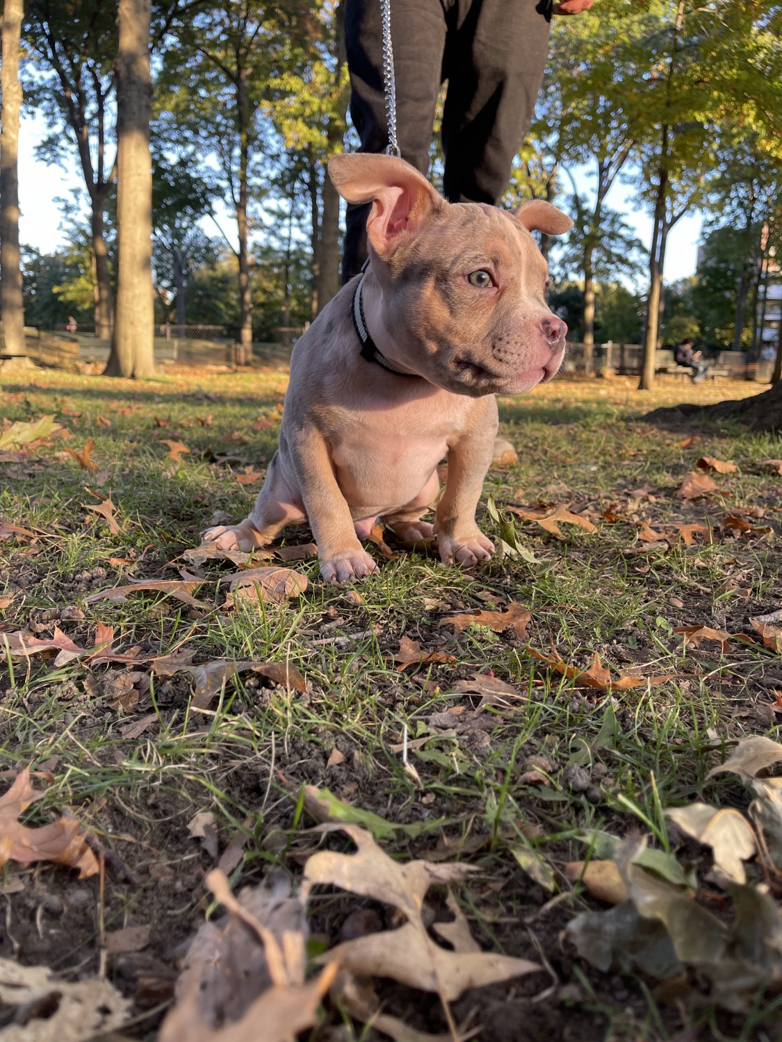 Buy American Bully Puppy in New York, NY | #473074