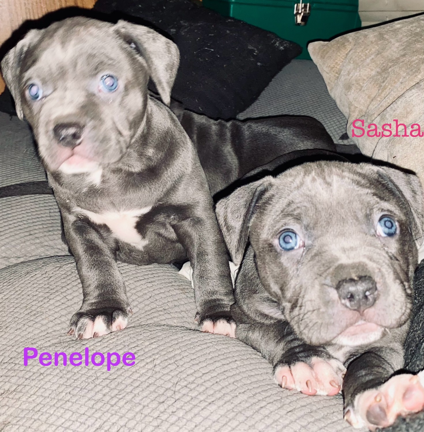 American Bully Puppy for sale in Caldwell, Idaho | $750