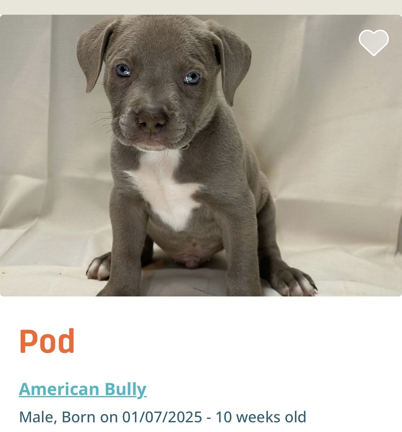 American Bully Puppy for sale in Corona, California | $2,000