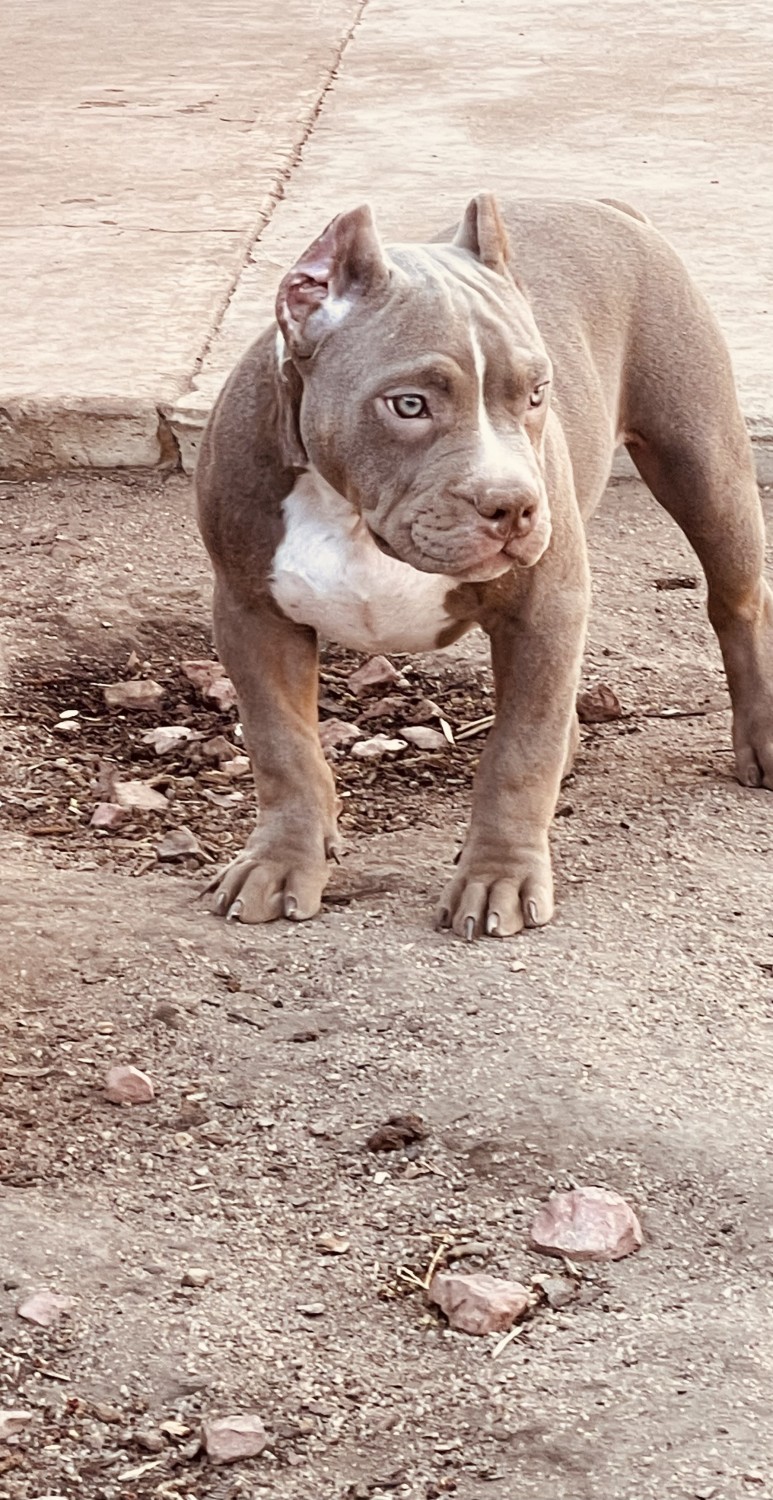 American Bully Puppies For Sale | $1,500 | Colorado Springs, CO #633828