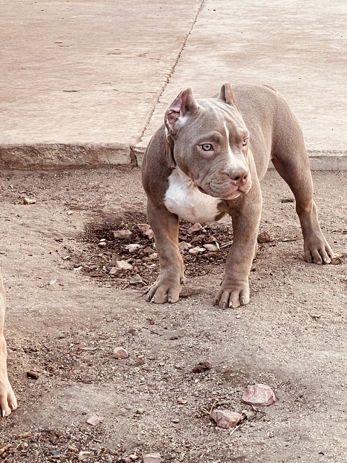 American Bully Puppies For Sale | $1,500 | Colorado Springs, CO #633828