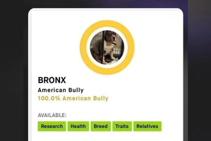 American Bully Puppy for sale in Indianapolis, Indiana | $700