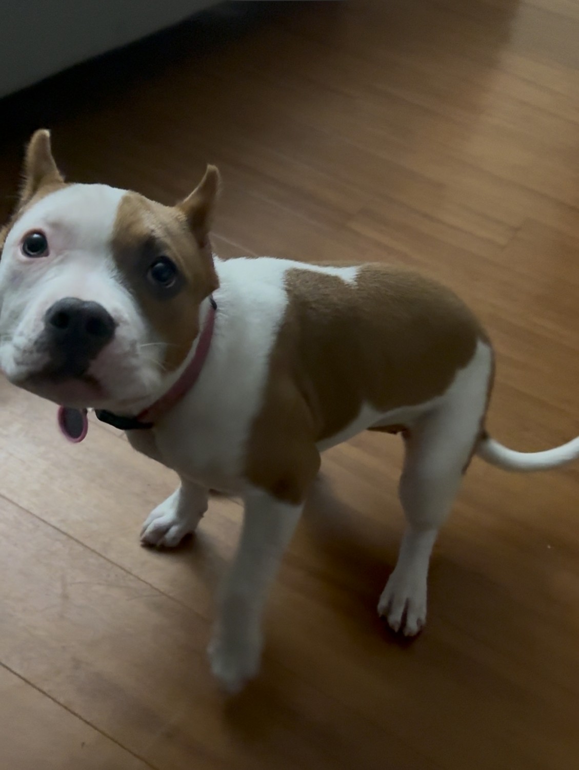 American Bully Puppies For Sale | $1,200 | Naperville, IL #645061