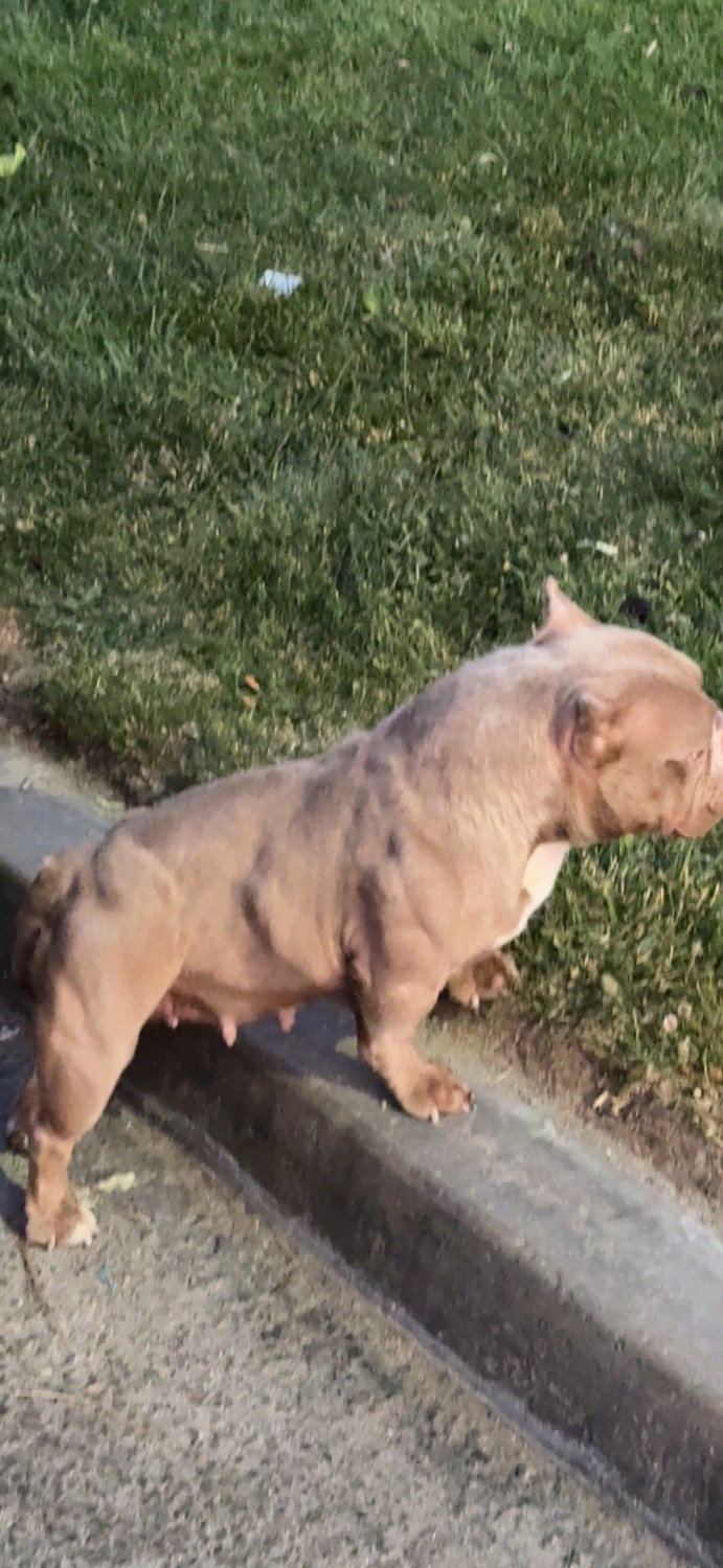 American Bully Puppies For Sale | $3,000 | Los Angeles, CA #646400