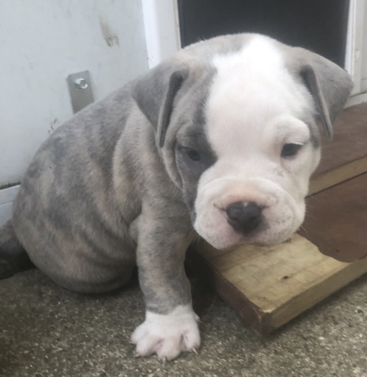 88+ American Bully Puppies / Dogs For Sale in Indianapolis | $500 – $2,000