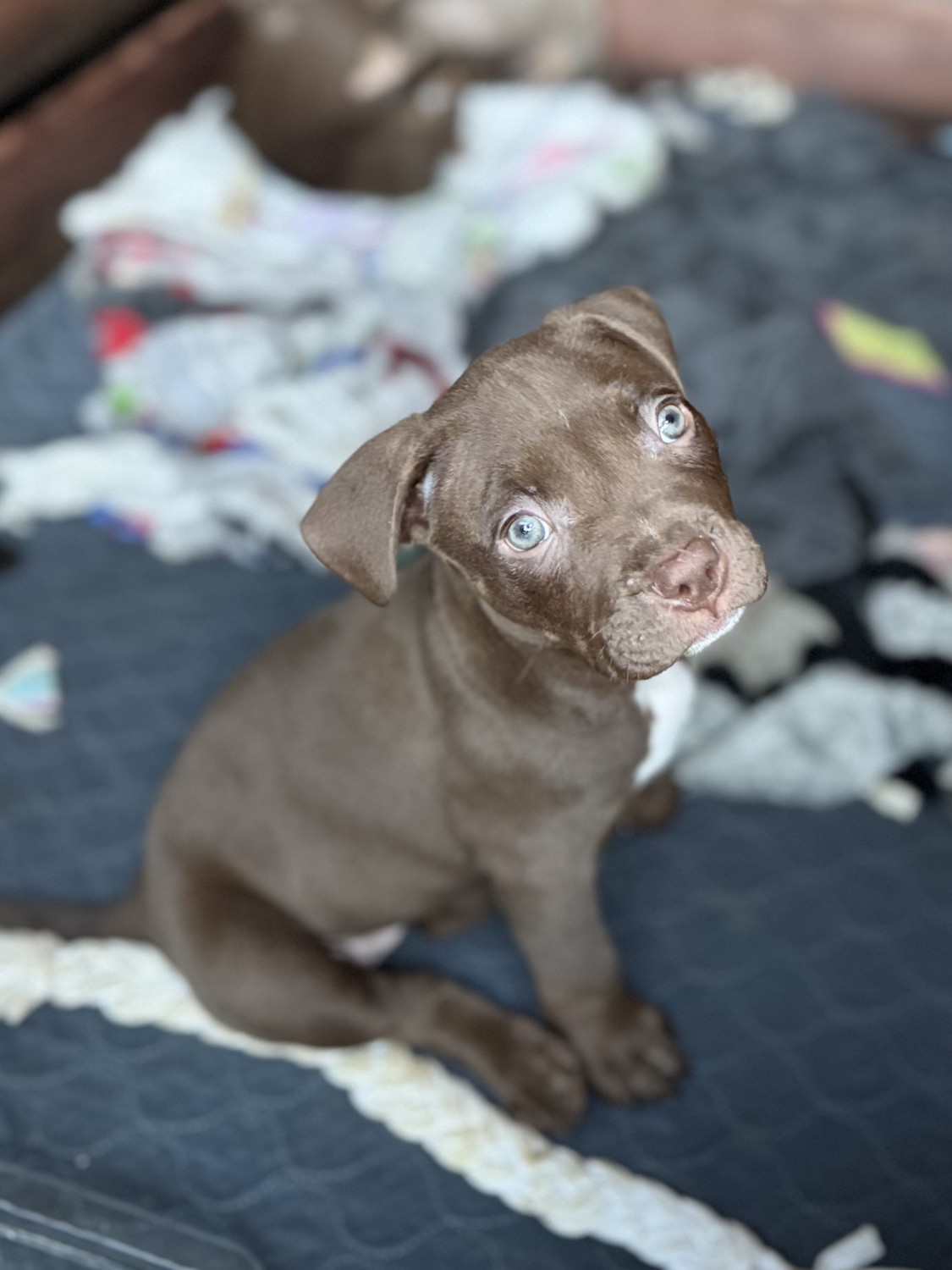 American Bully Puppies For Sale | $450 | North Richmond, CA #646926
