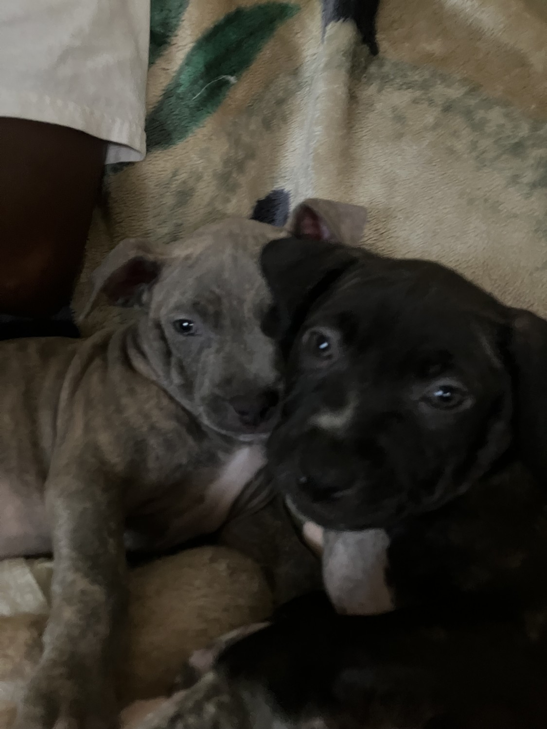 American Bully Puppy for sale in Yuba City, California | $600