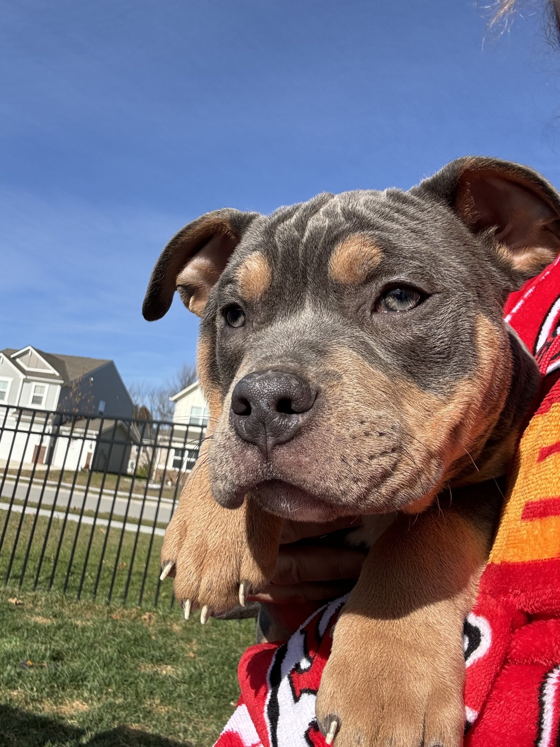 21+ American Bully Puppies / Dogs For Sale in Fall Creek Township ...