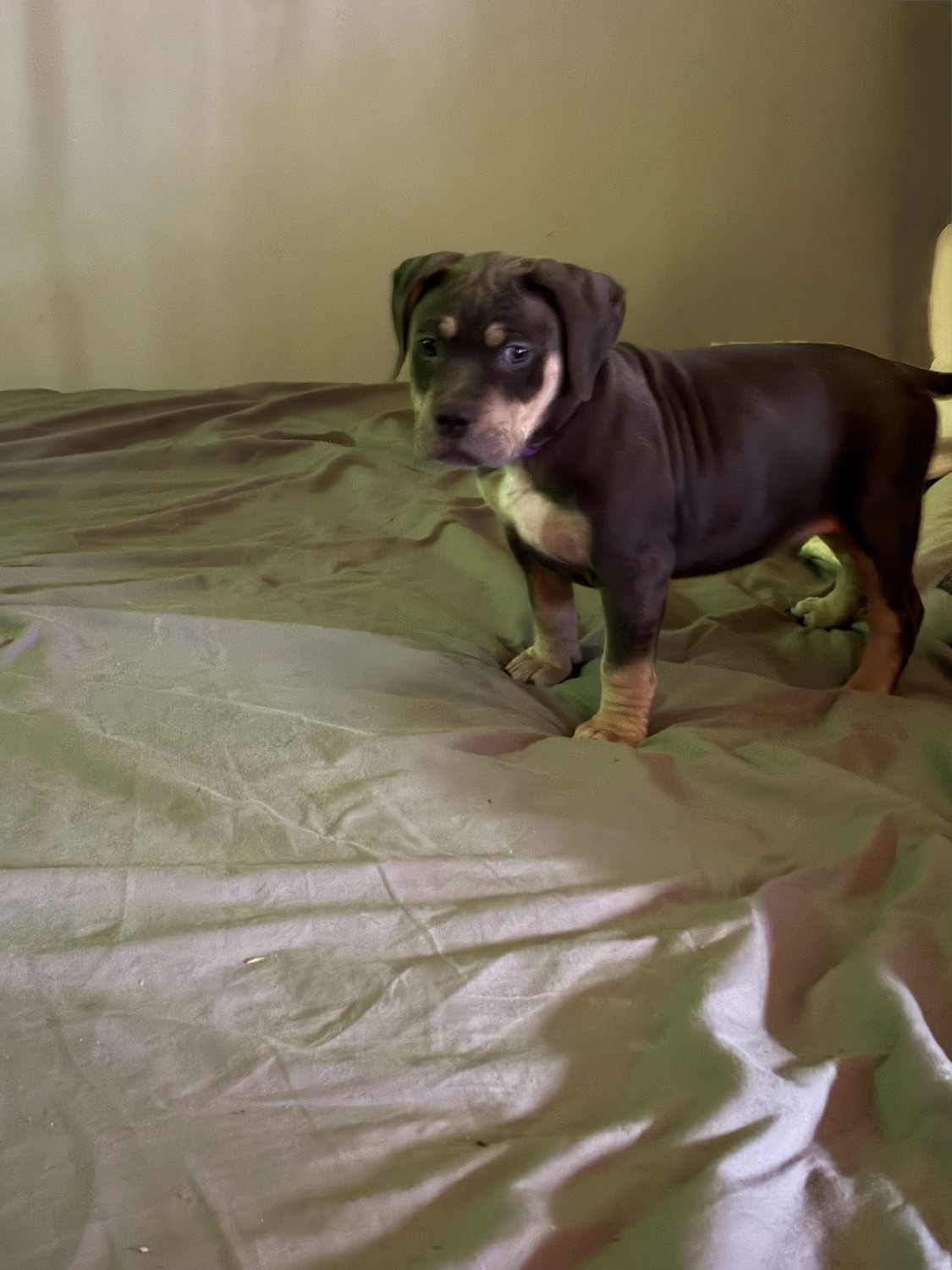 American Bully Puppy for sale in Lexington, Kentucky | $750