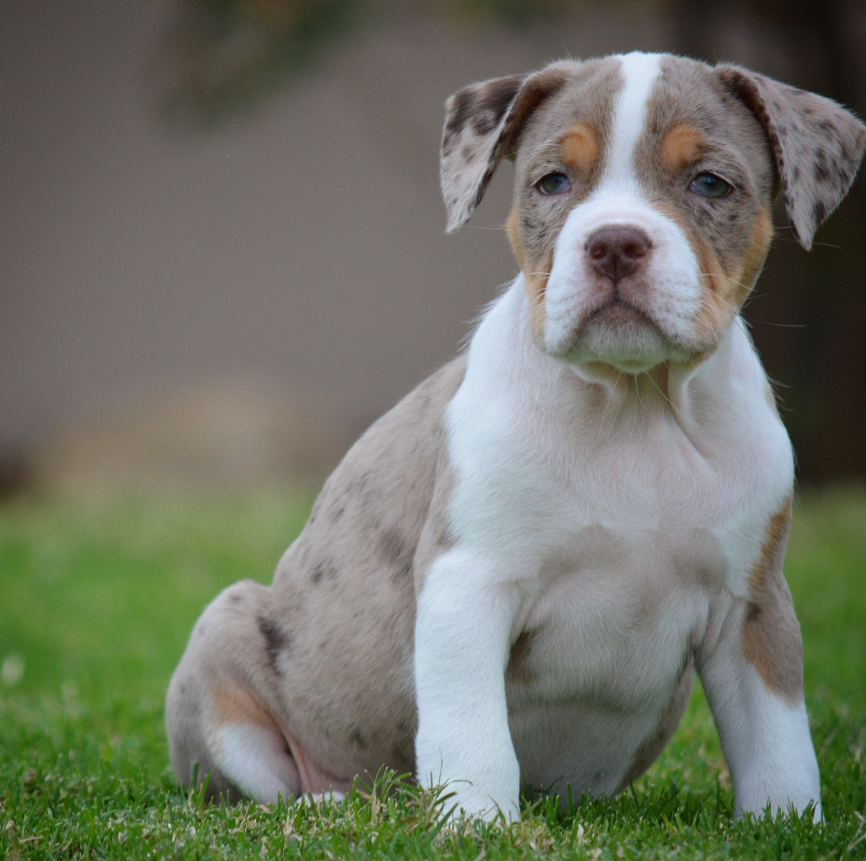 American Bully Puppies For Sale | Clovis, CA #254638