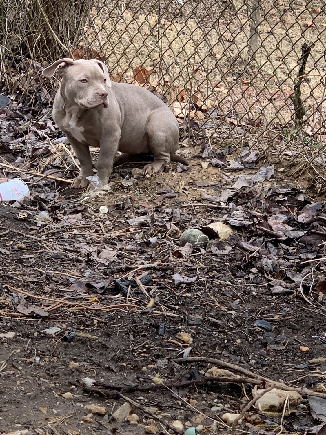 American Bully Puppy for sale in Silver Spring, Maryland | $2,100