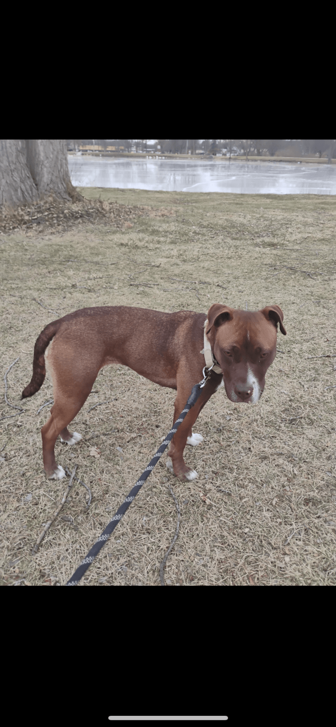 American Pit Bull Terrier Dog for free Aurora Township, Illinois