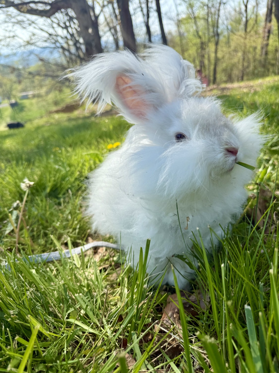 21+ Angora rabbit Rabbits For Sale in Washington County | $500 – $3,000