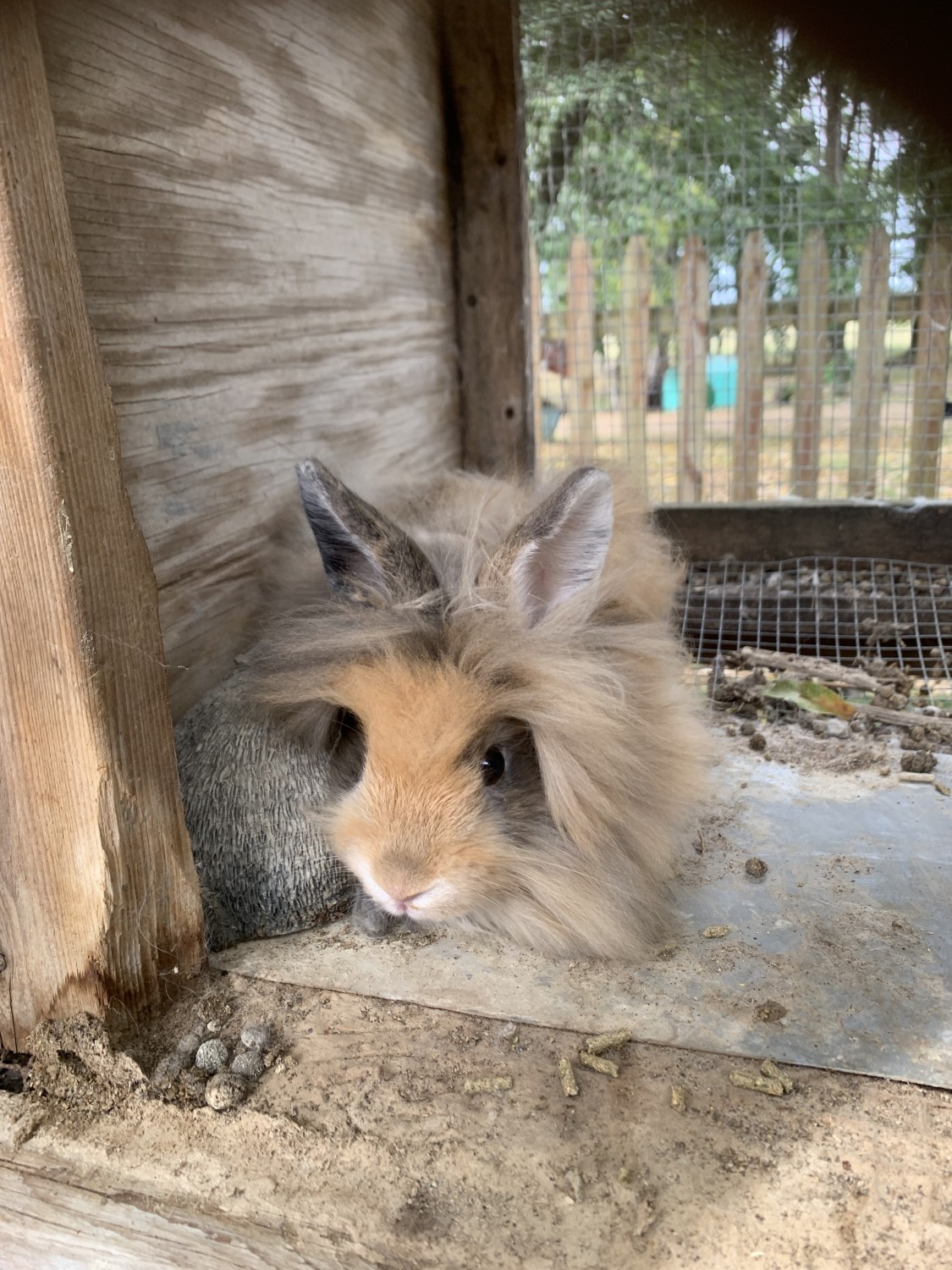 Angora rabbit For Sale in Illinois | Petzlover