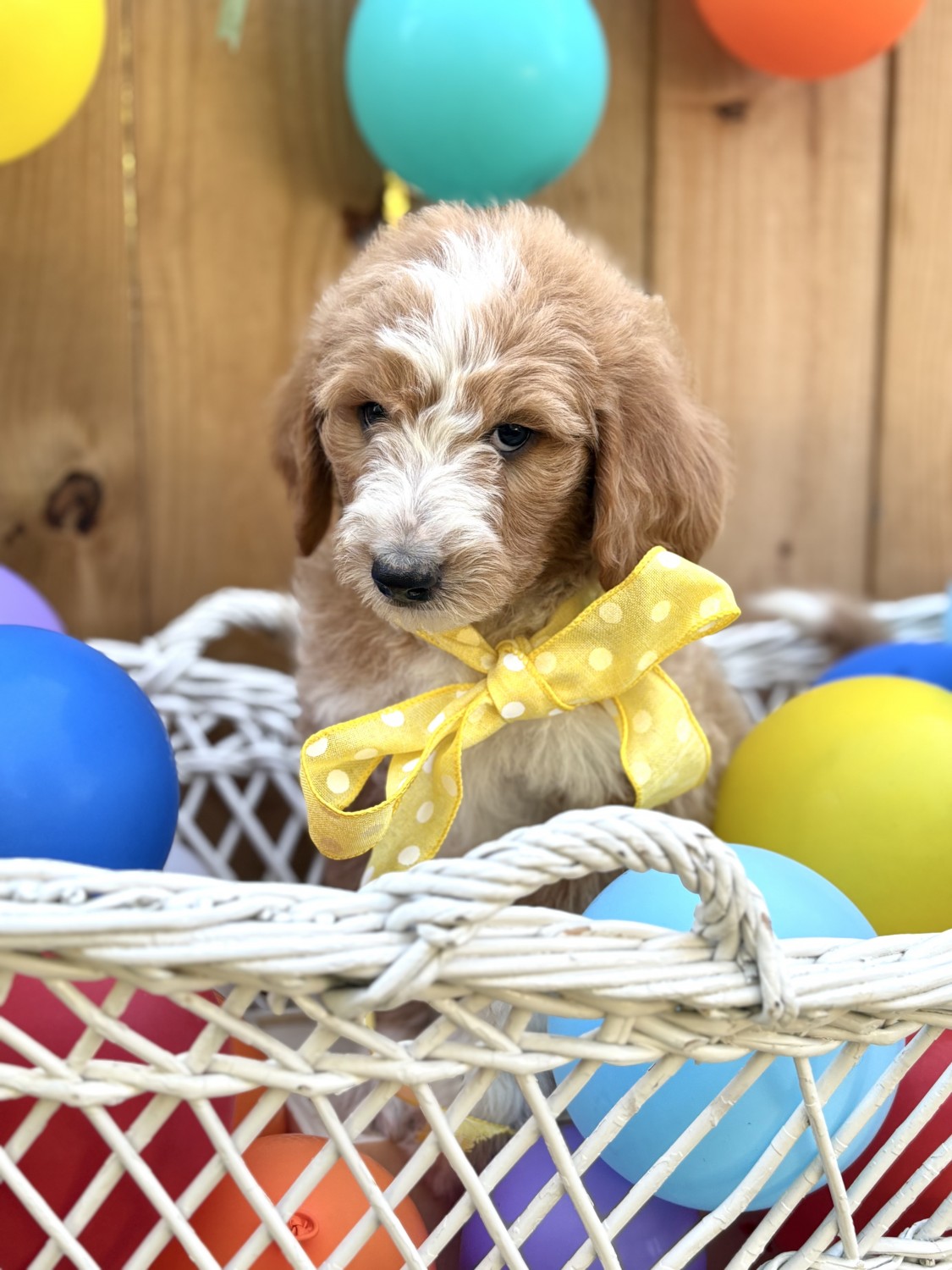 Aussie Doodles Puppies For Sale | $500 | Dubberly, LA #648509