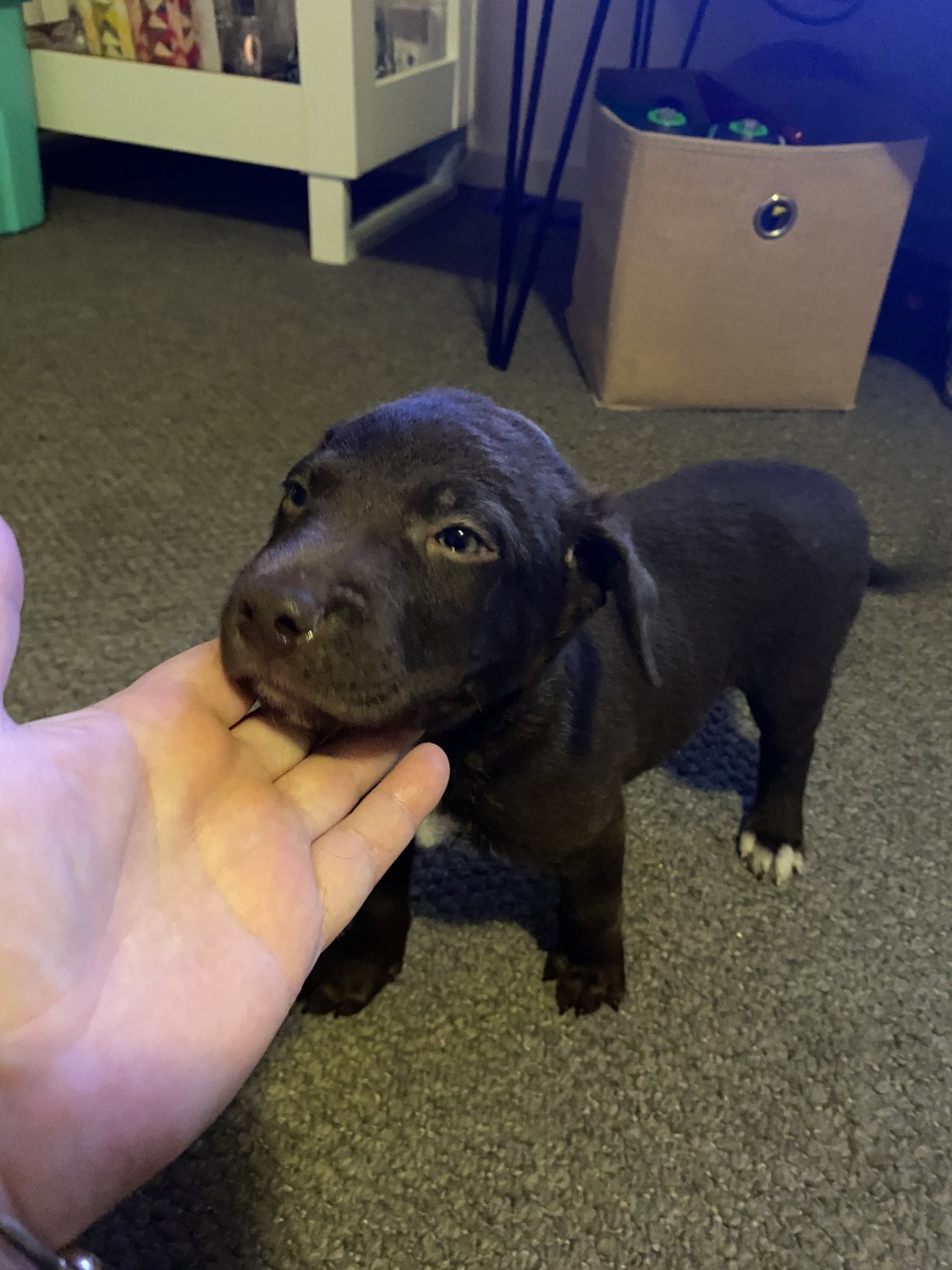 22+ Australian Kelpie Puppies / Dogs for Sale in Mudgeeraba, Queensland ...
