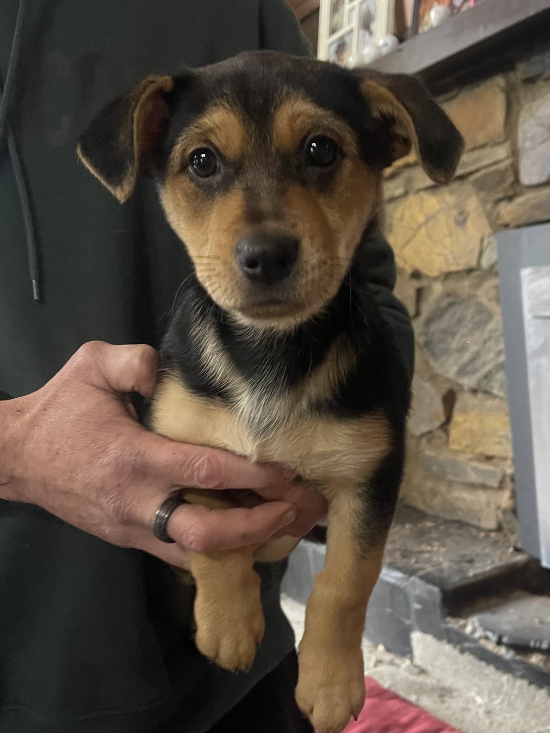 27+ Australian Kelpie Puppies For Sale in Wallan | $200 – $4,000
