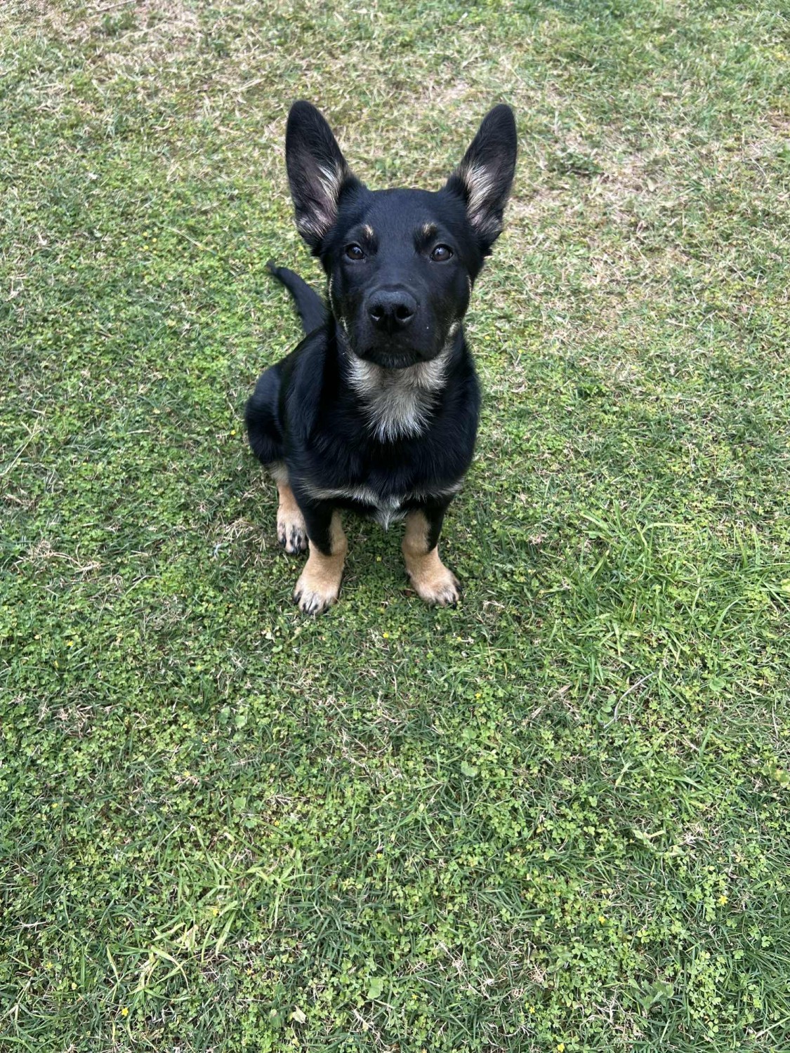 Australian Kelpie Puppies / Dogs For Sale in Redland City | $700