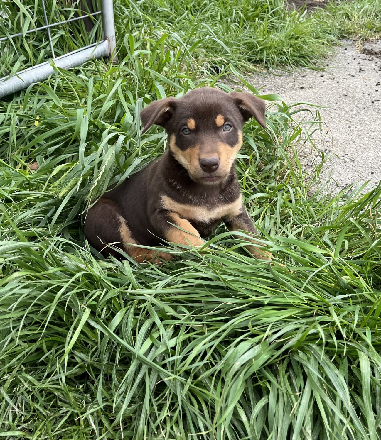 Australian Kelpie Puppies / Dogs For Sale in Oakbank | $500