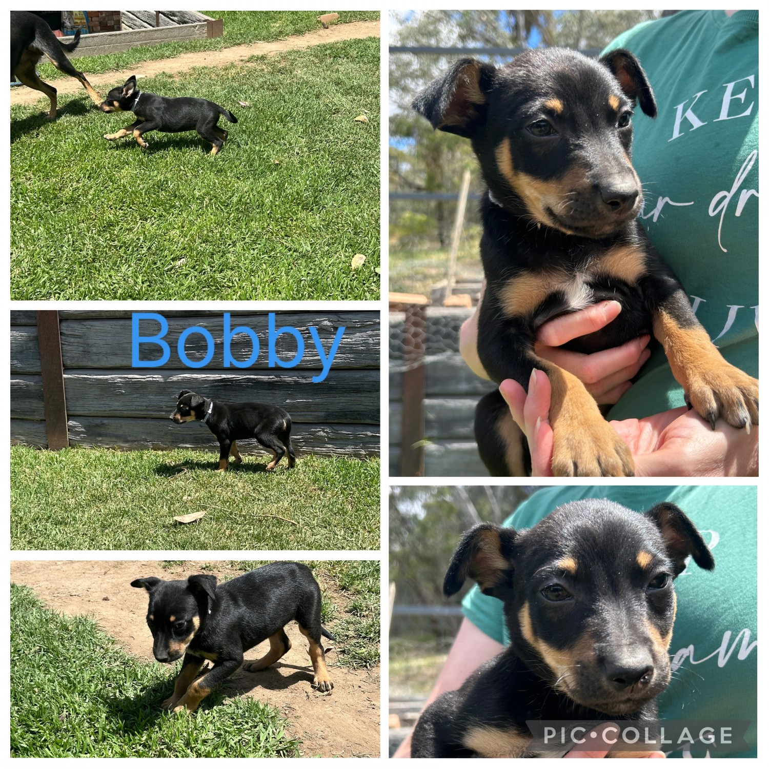 20+ Australian Kelpie Puppies / Dogs For Sale in Albury | $450