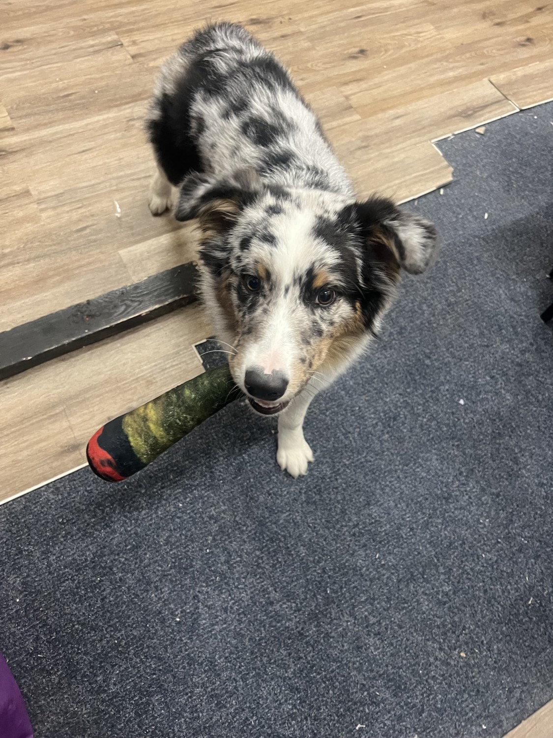21+ Australian Shepherd Puppies For Sale in Perth Amboy | $500 – $3,000