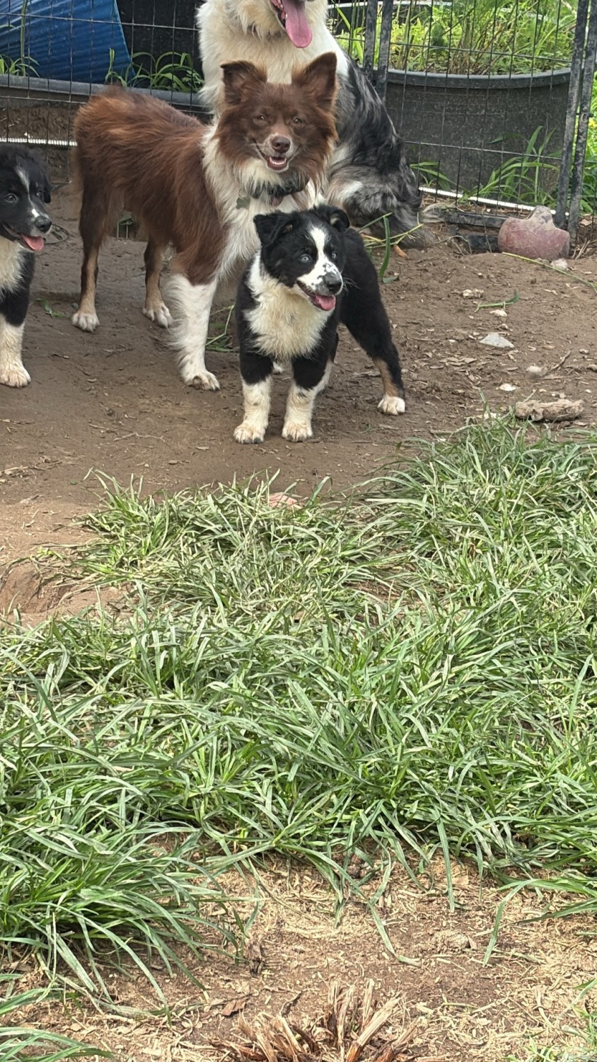 23+ Australian Stumpy Tail Cattle Dog Puppies for sale
