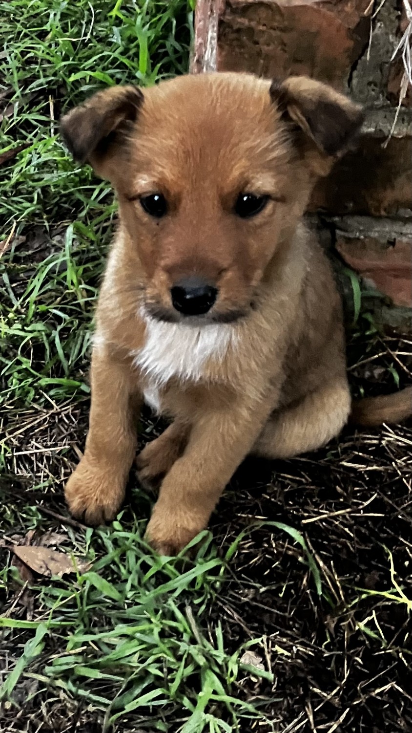 Australian Stumpy Tail Cattle Dog Puppies For Sale in Harston | $600 – $600