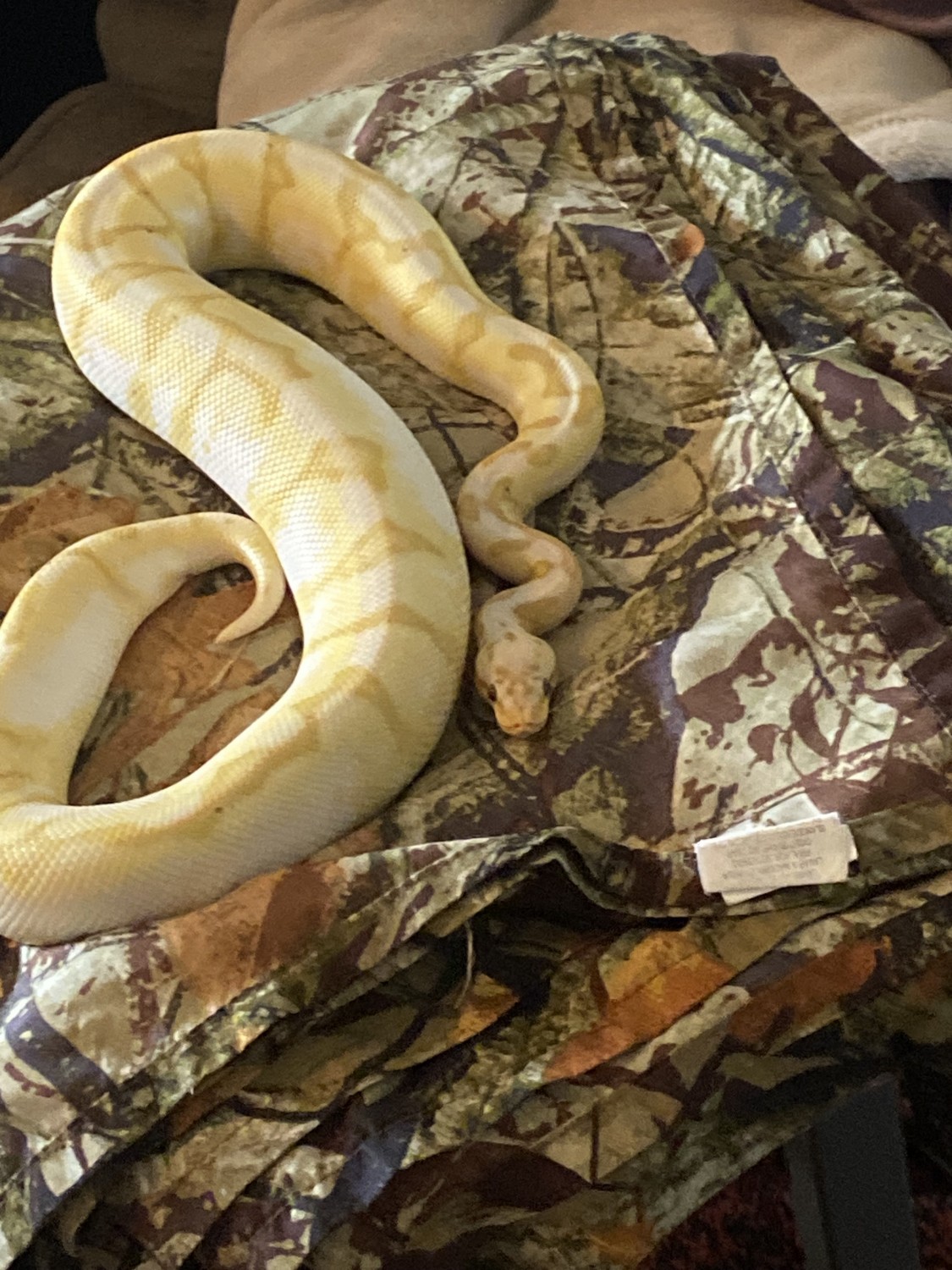 Ball Python Reptiles For Sale | $350 | Lee County, FL #644392