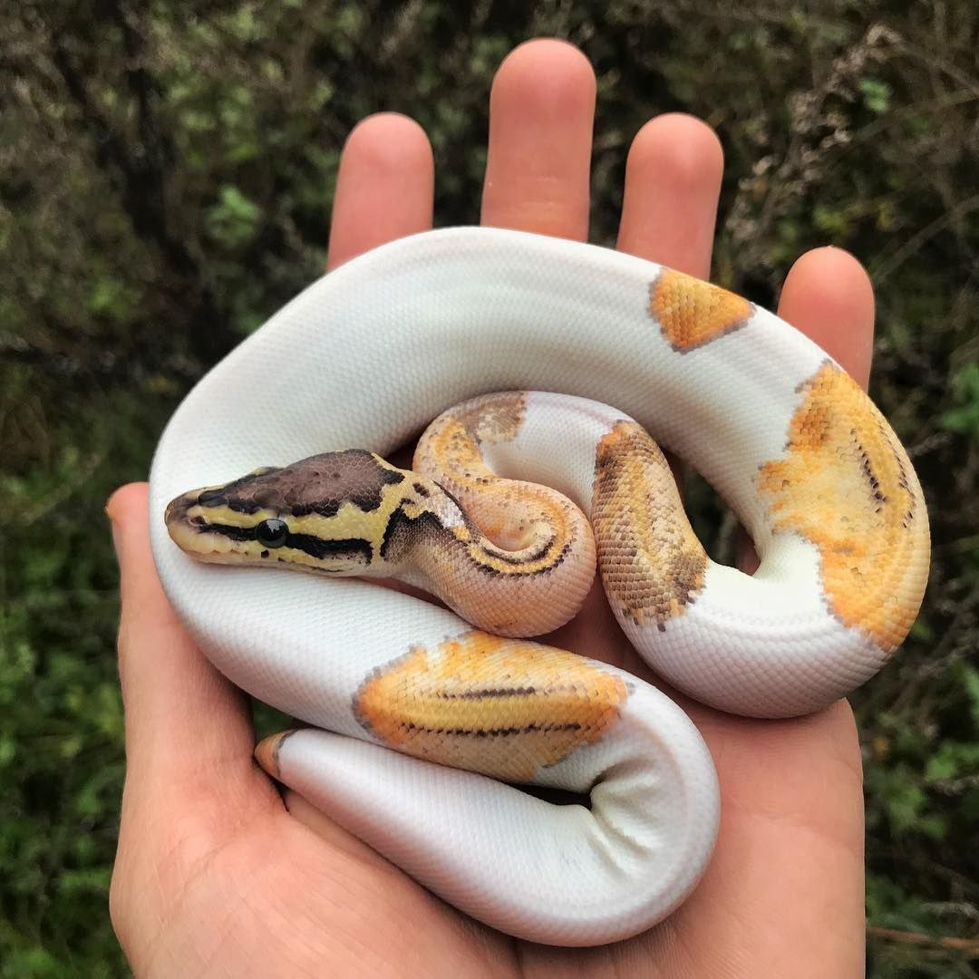 Ball Python for free California City, California | Petzlover