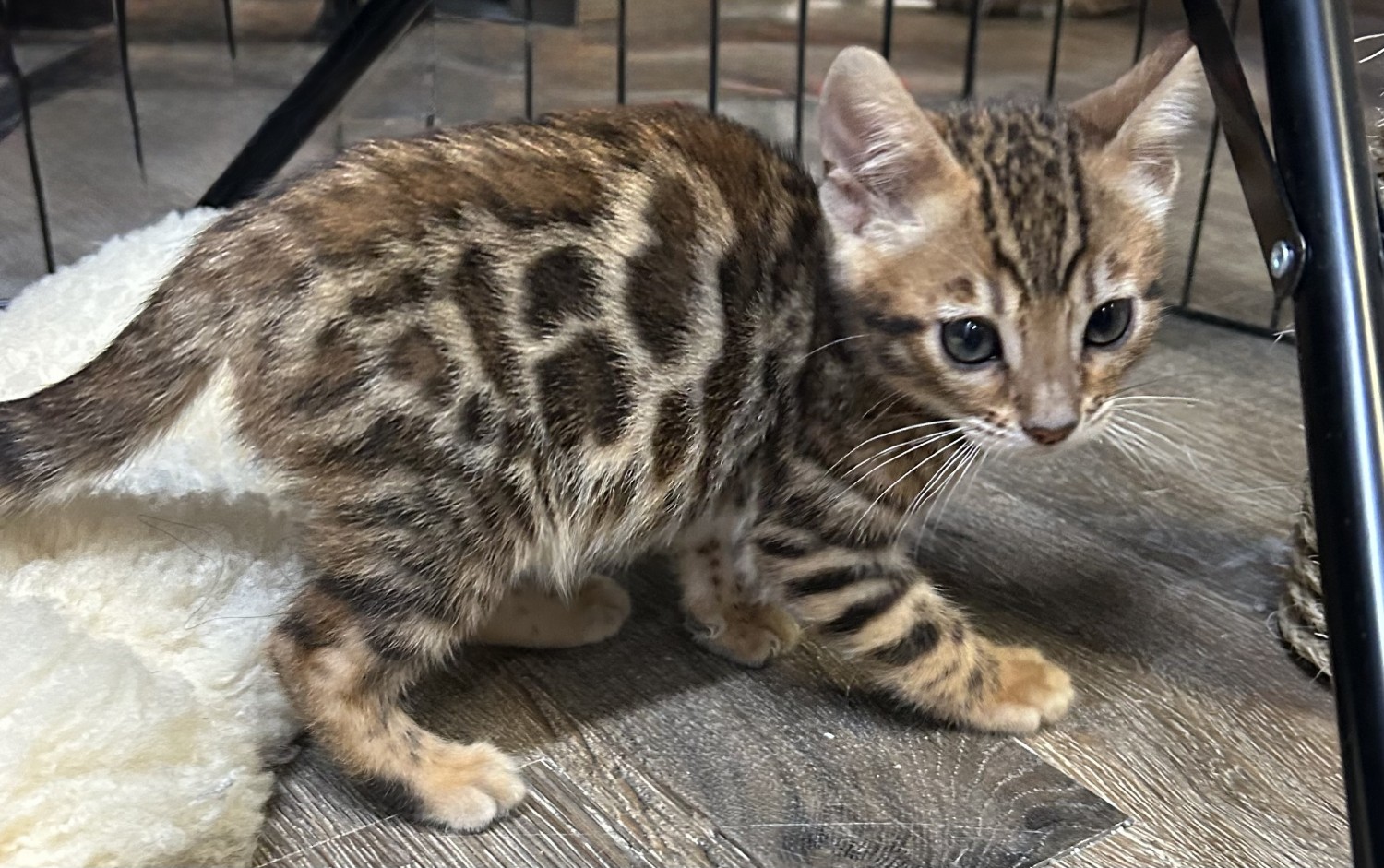 Bengal Cats For Sale | Johnson City, TN #635134 (0)
