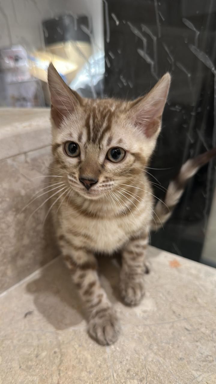 20+ Reptiles for Sale in Saudi Arabia | $450 – $8,000