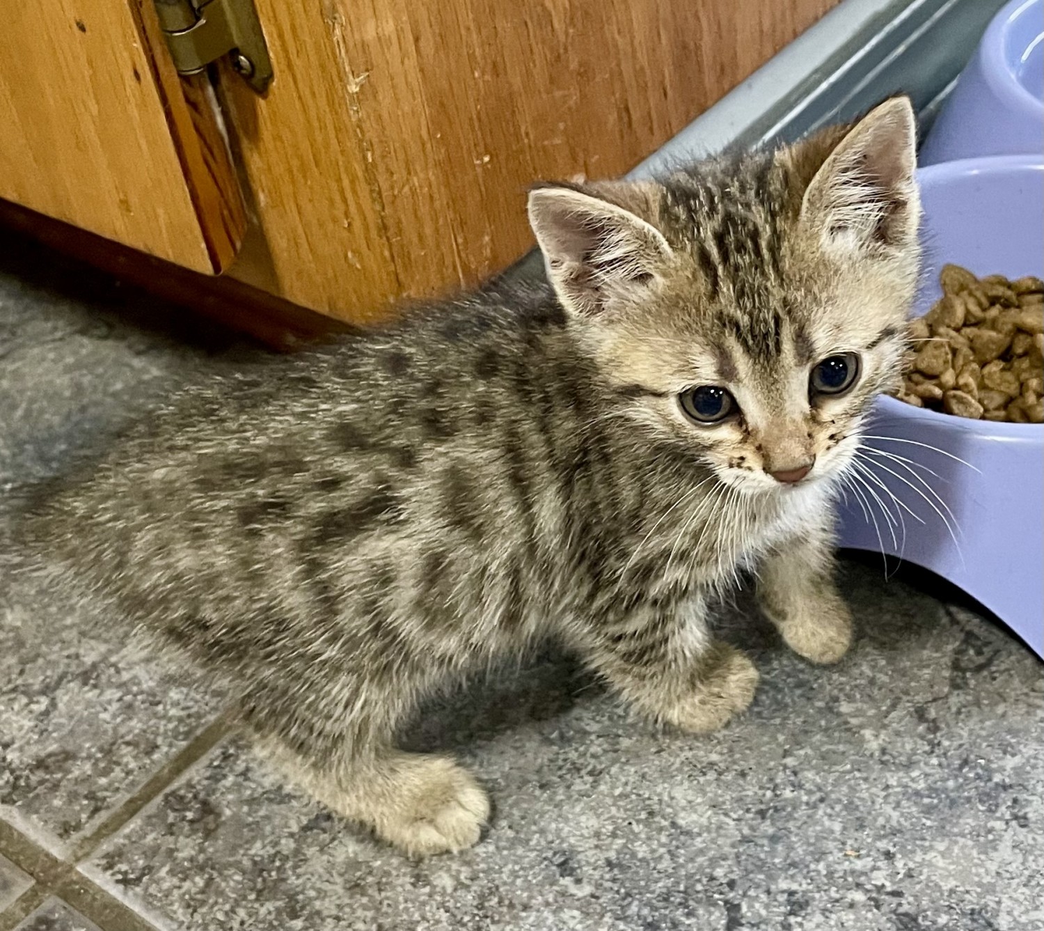 26+ Kittens / Cats Wanted in Washington | $100 – $1,000