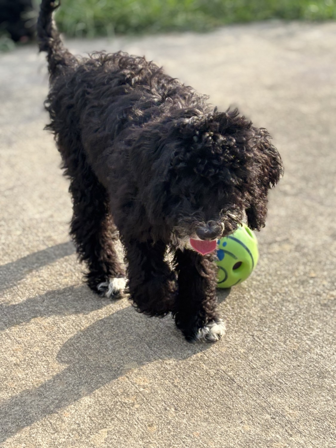 Bernedoodle Puppy for sale in Batavia Township, Ohio | $1,200