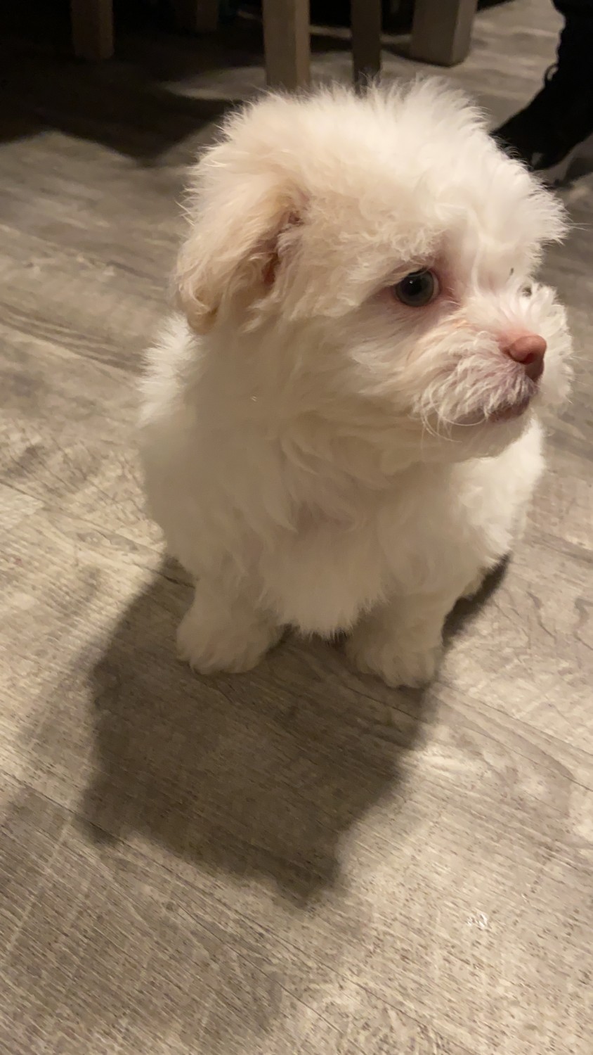Bichon Frise Puppies For Sale | $900 | Dracut, MA #320817