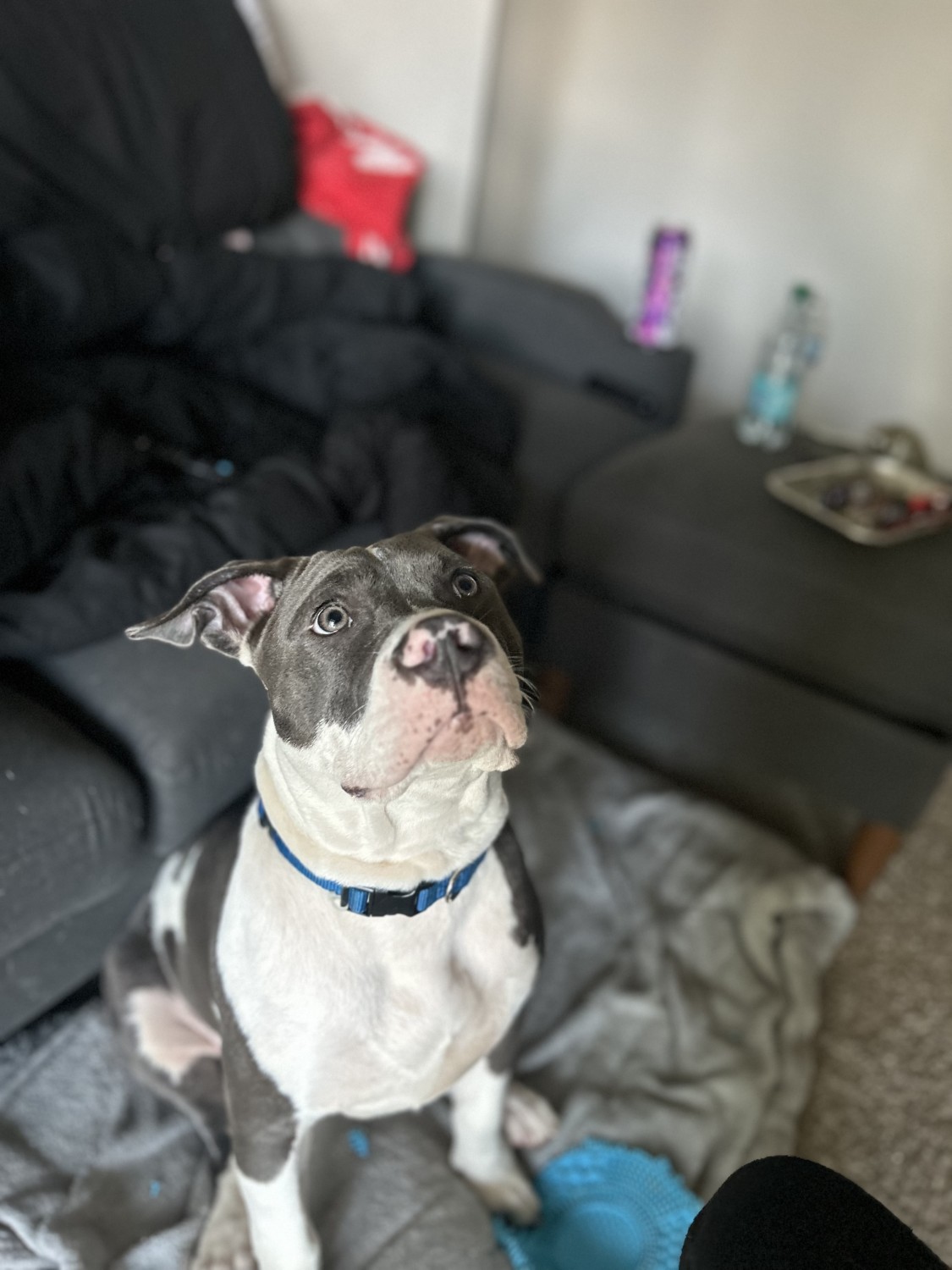 Billy Puppy for sale in Lawrenceville, Georgia | $1,000