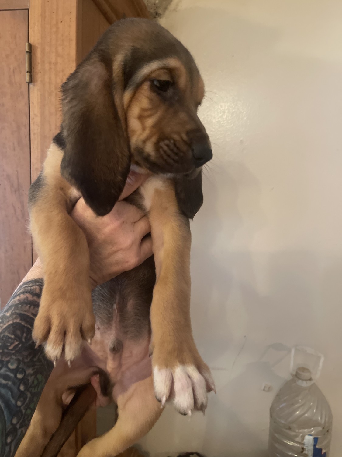 Bloodhound Puppy for sale in Orange, Virginia | $300