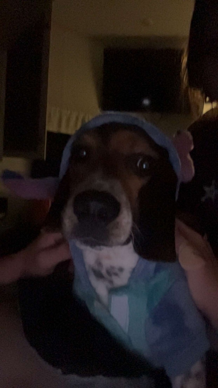 41+ Bluetick Beagle Puppies / Dogs for Sale in Illinois | $150 – $3,500