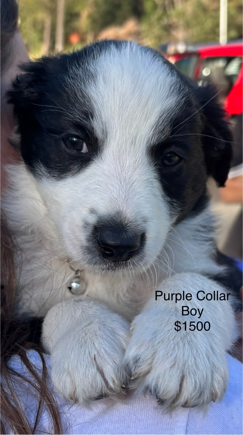 21+ Miniature Fox Terrier Puppies For Sale in Queensland | $150 – $3,000
