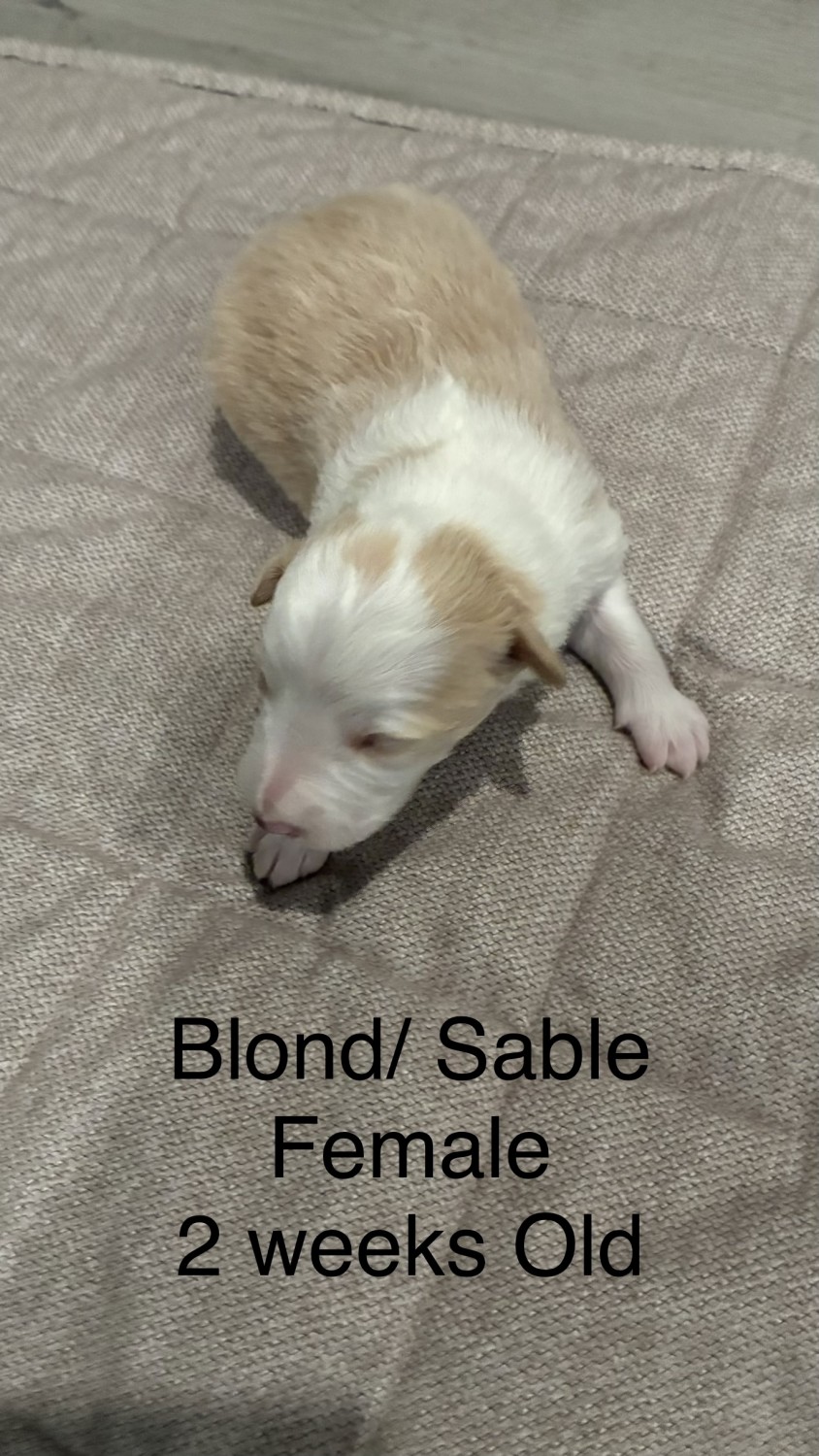 Border Collie Puppy for sale in Rockport, Texas | $400