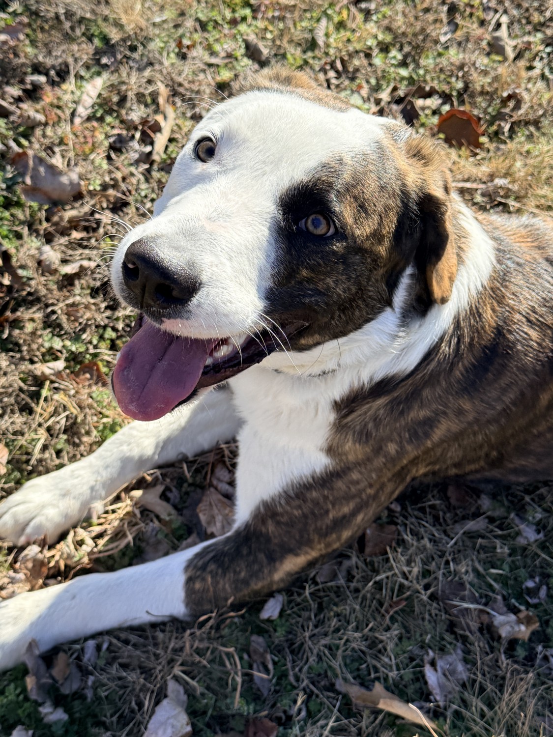 25+ Pets for Adoption in Mountain View, Arkansas | $50 – $2,000