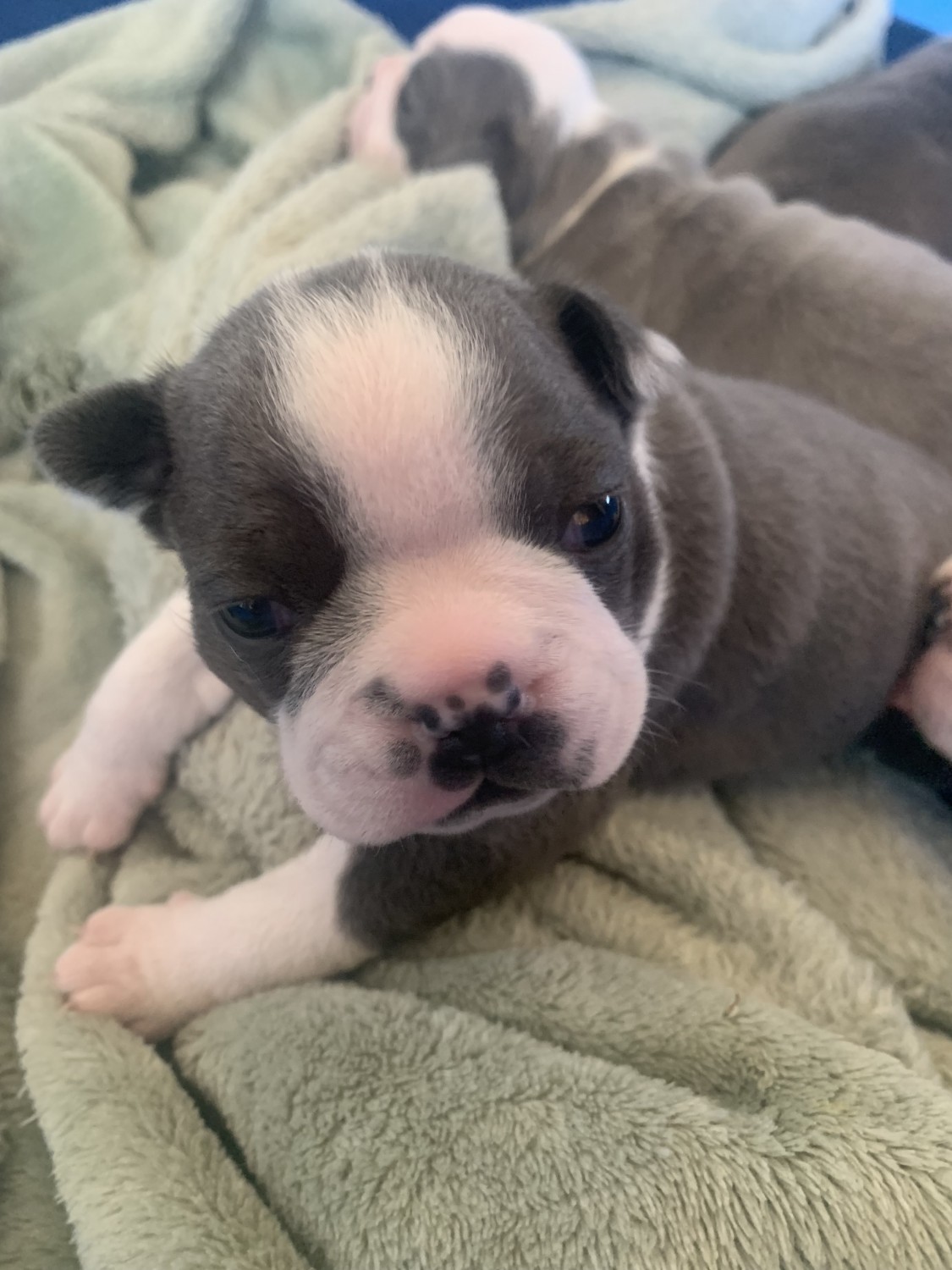 21+ Border Terrier Puppies / Dogs For Sale in Pleasanton | $850