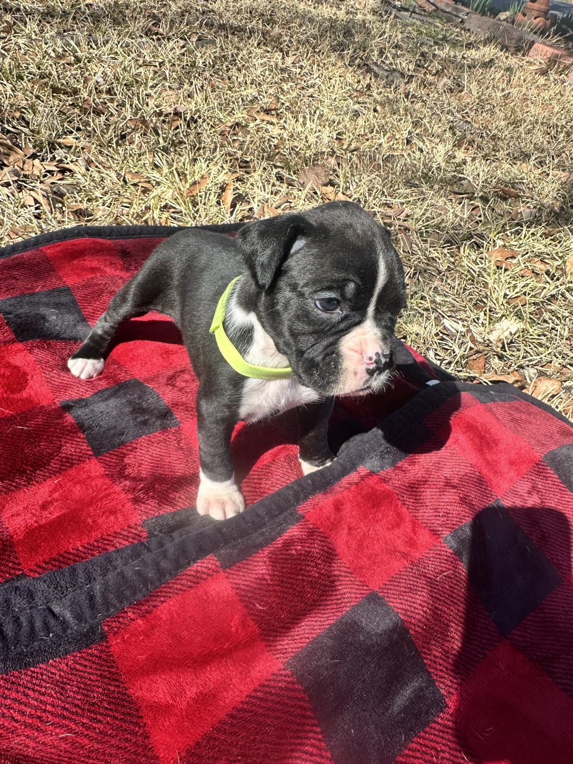 Boxer Puppies For Sale in Farmville | PetzLover