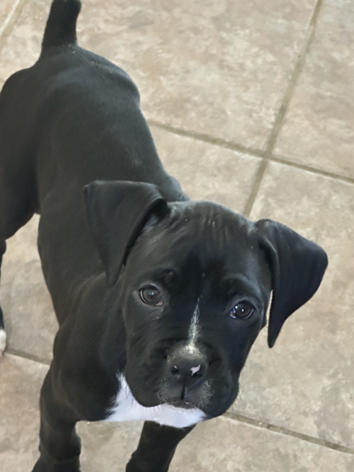 Boxer Puppies For Sale | Pueblo West, CO #630982 | Petzlover