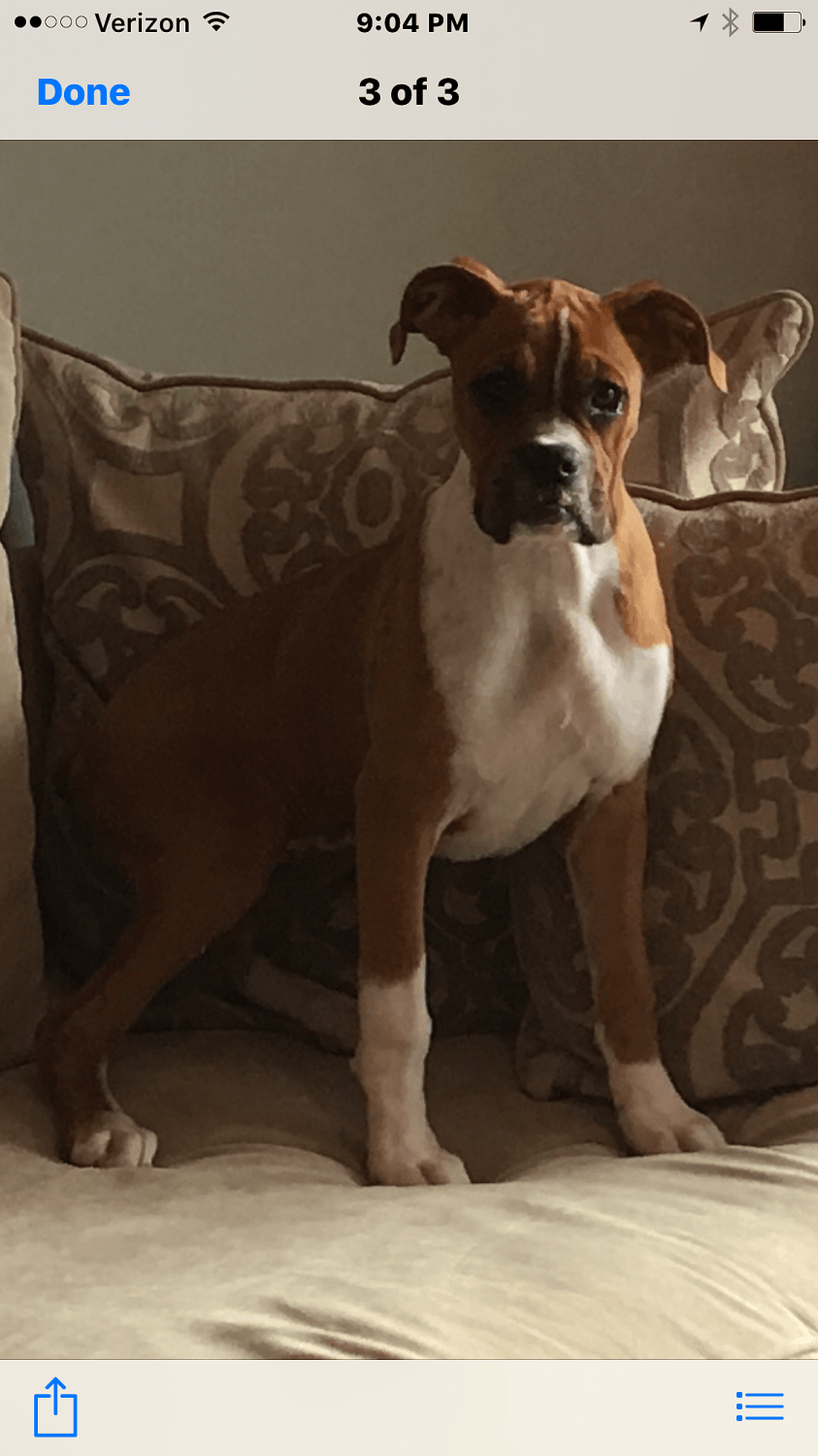 Boxer Puppy for sale in Raleigh, North Carolina | $650